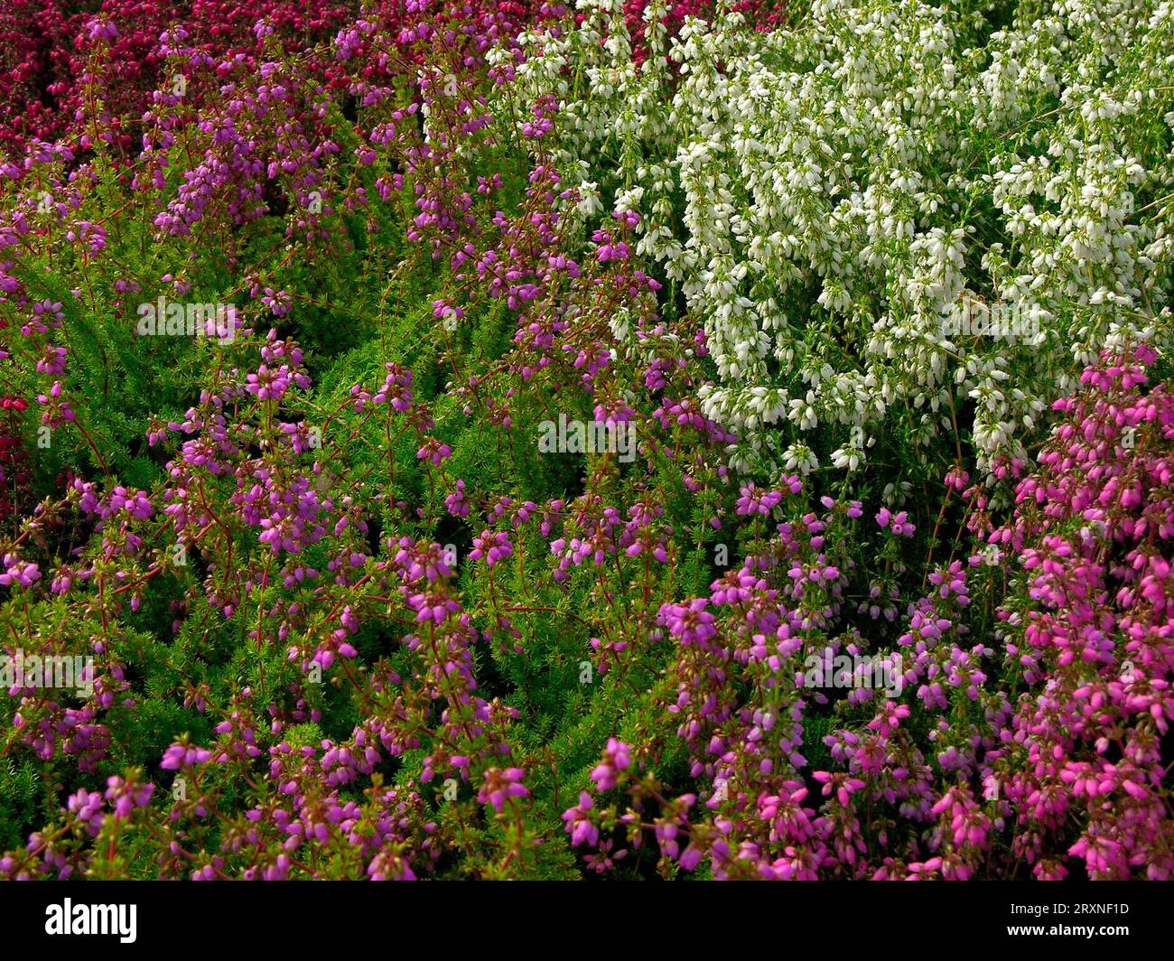 Erica, Erica cinera, Cornwall heath, rambling heath Erica vagans Stock ...
