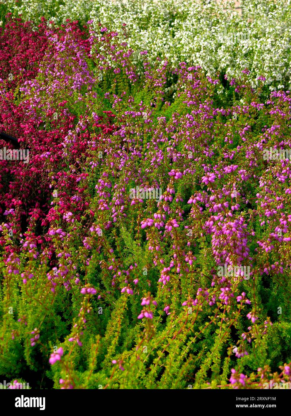 Erica, Erica cinera, Cornwall heath, rambling heath Erica vagans Stock ...