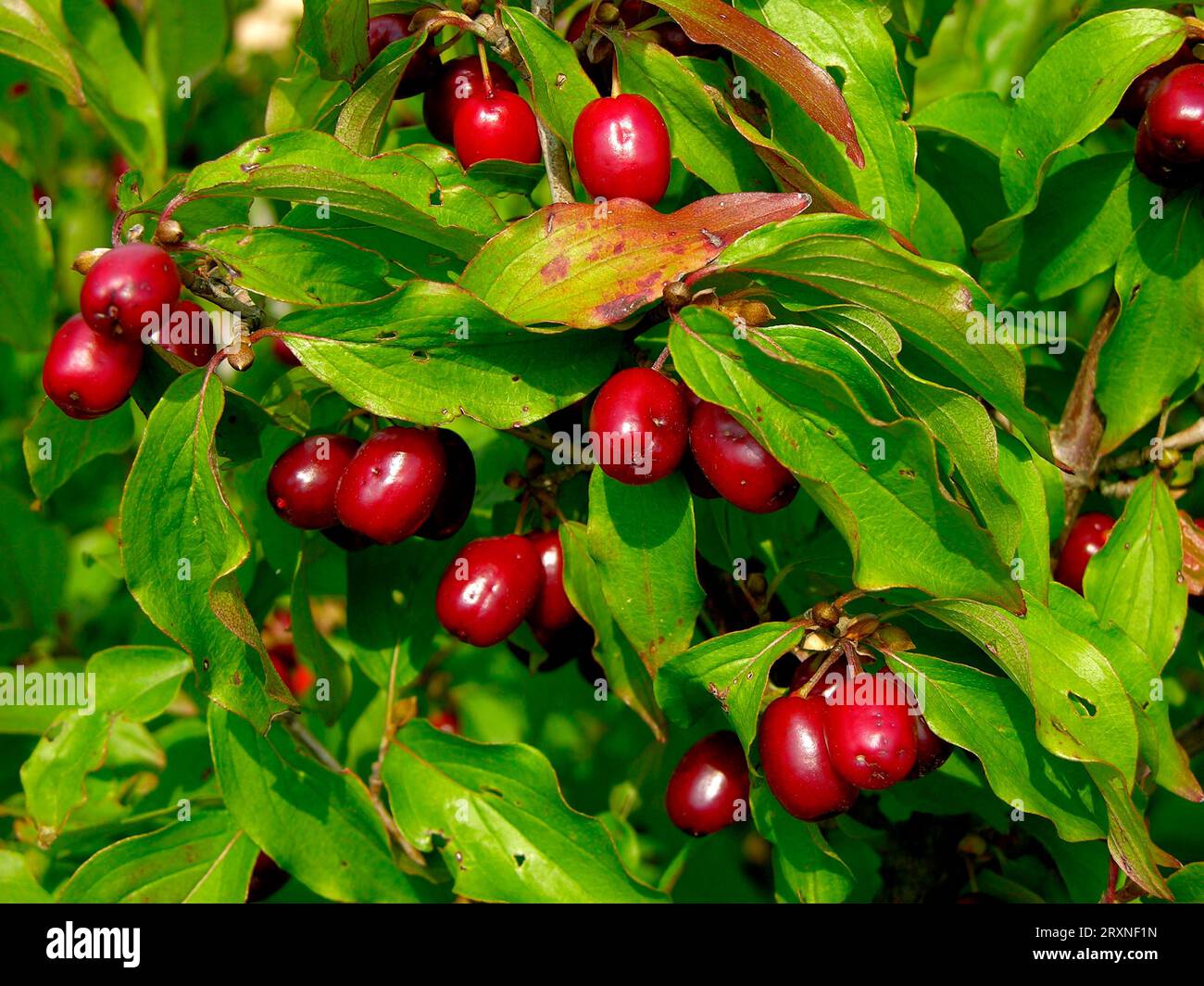 Cornelian cherry (Cornus mas), common plantain, medicinal plant Stock ...