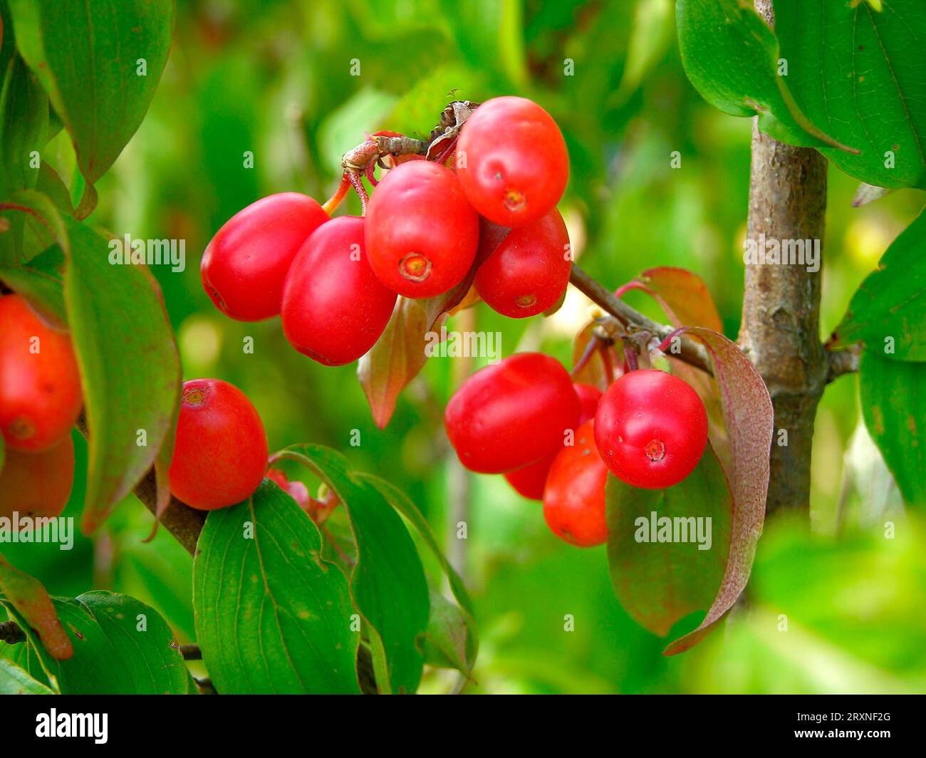 Cornelian cherry (Cornus mas), common plantain, medicinal plant Stock ...