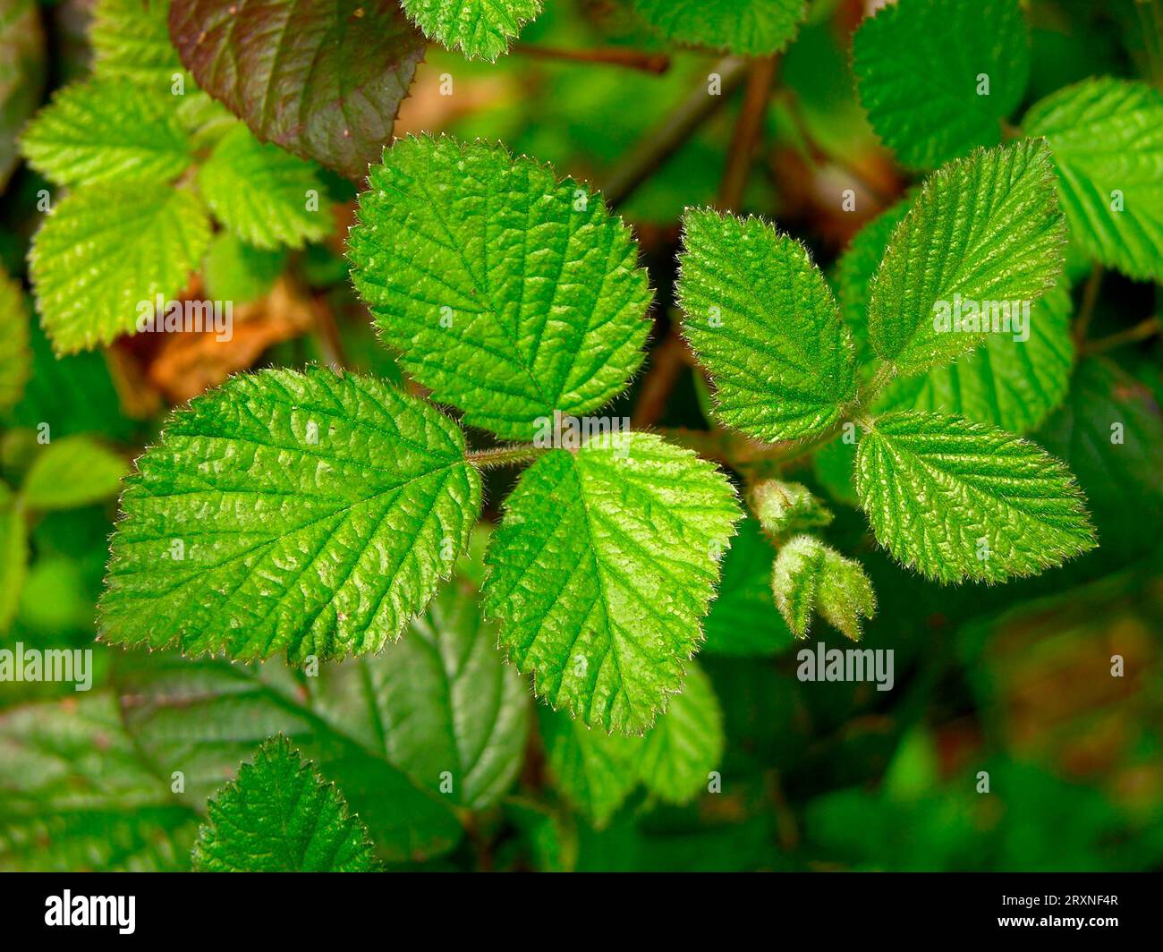 New shoot hi-res stock photography and images - Alamy