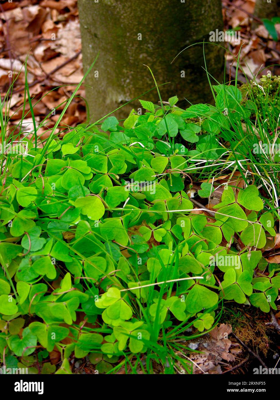 Clover in the forest Stock Photo - Alamy