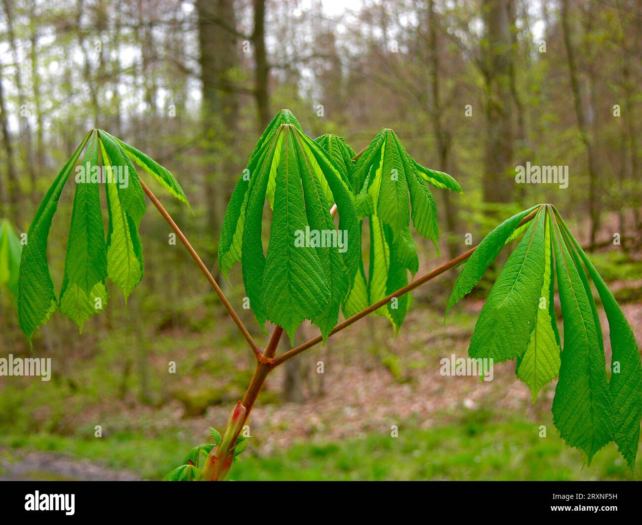 Chestnut twig, fresh horse-chestnut (Aesculus hippocastanum Stock Photo ...