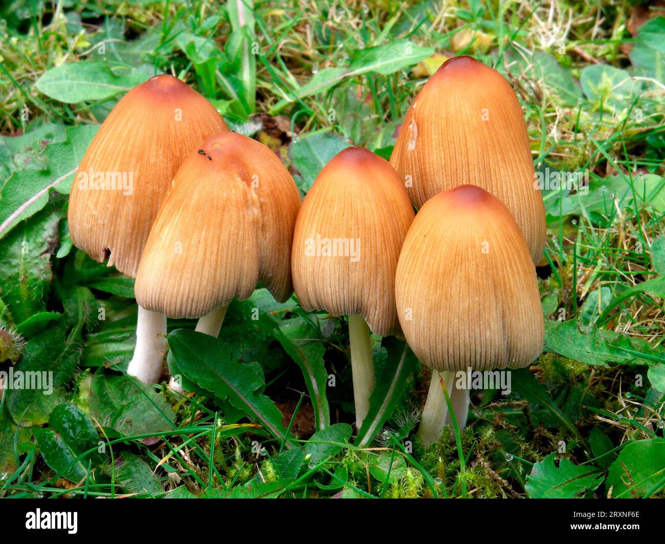 Mica Cap Coprinus Micaceus Leaf Mushroom Edible Mushroom Sheet Mushroom Food Mushroom