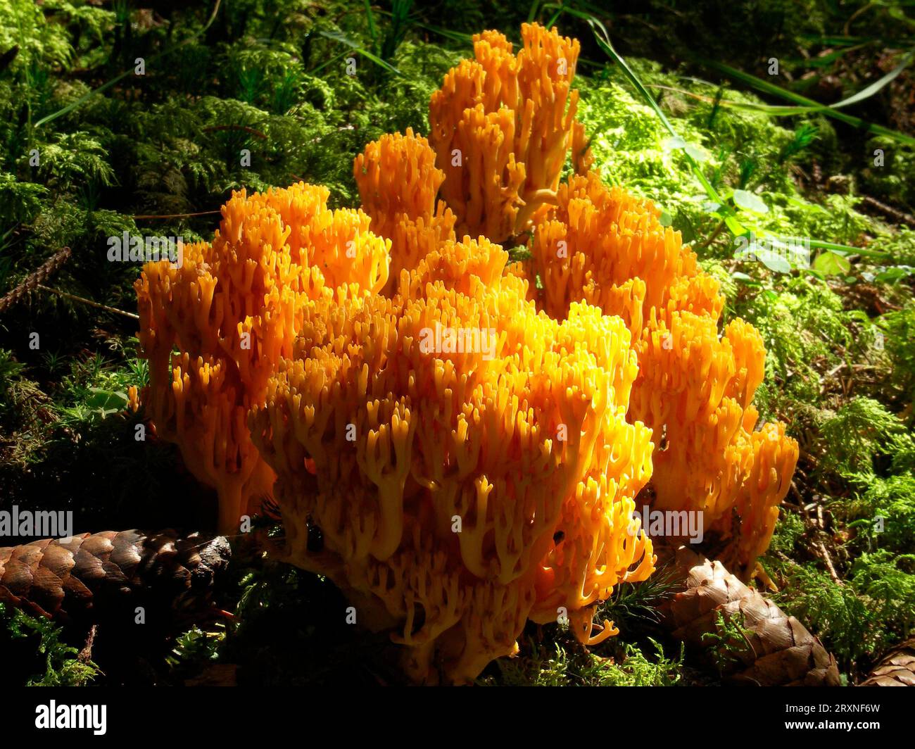 Beautiful clavaria (Ramaria formosa), rod mushrooms, The corals are ...