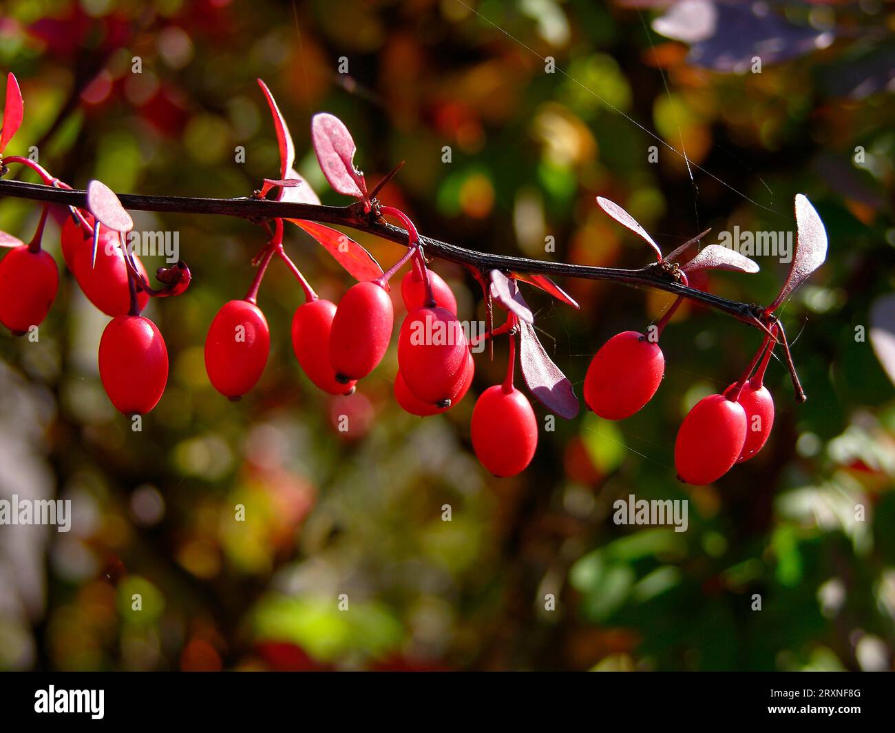 Barberry, fruits, Berberis thunbergii Stock Photo - Alamy