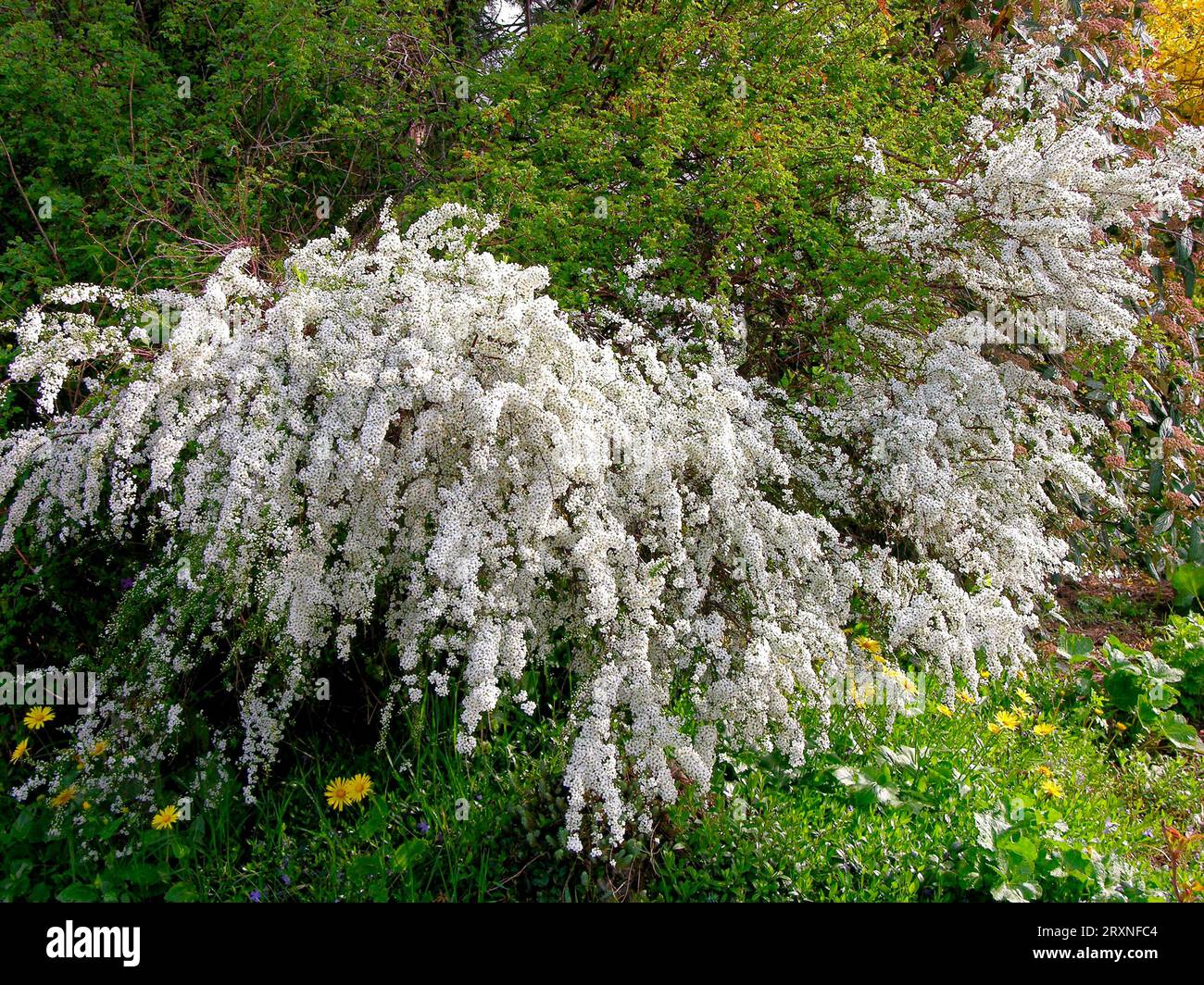 Spirea hedge hi-res stock photography and images - Alamy