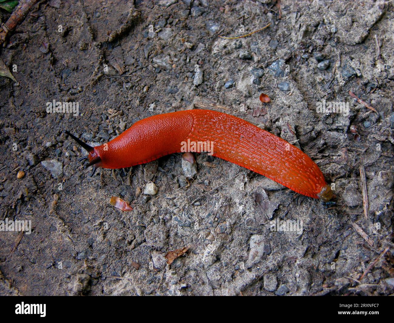 Pulmonates hi-res stock photography and images - Alamy