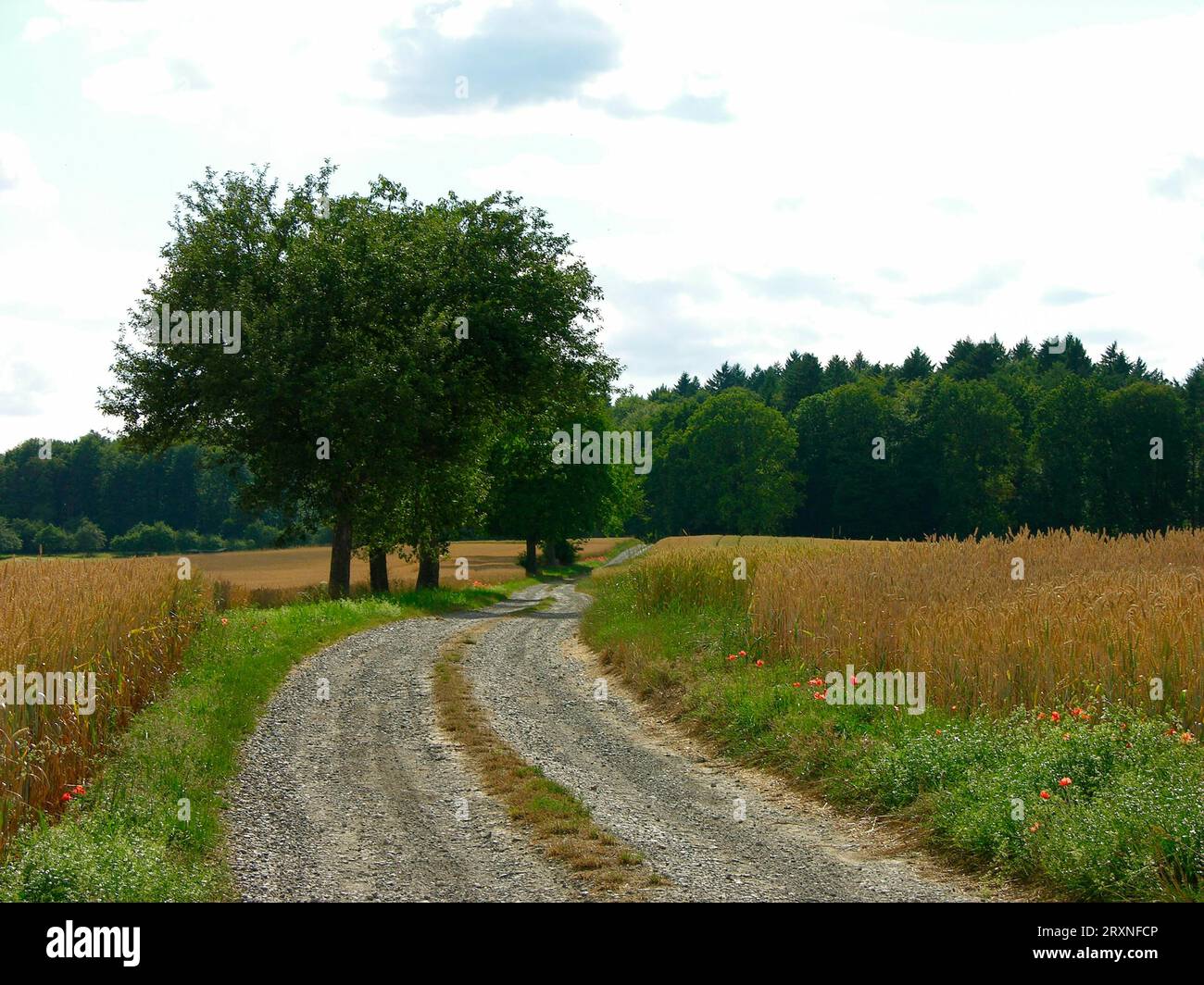 Walnut tree Field path with walnut tree Stock Photo - Alamy