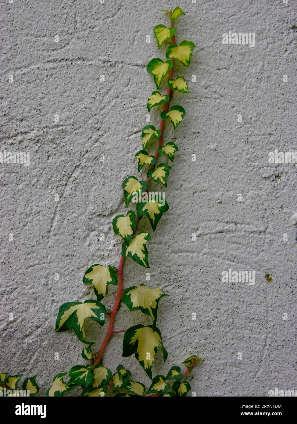 Ivy on house hi-res stock photography and images - Alamy