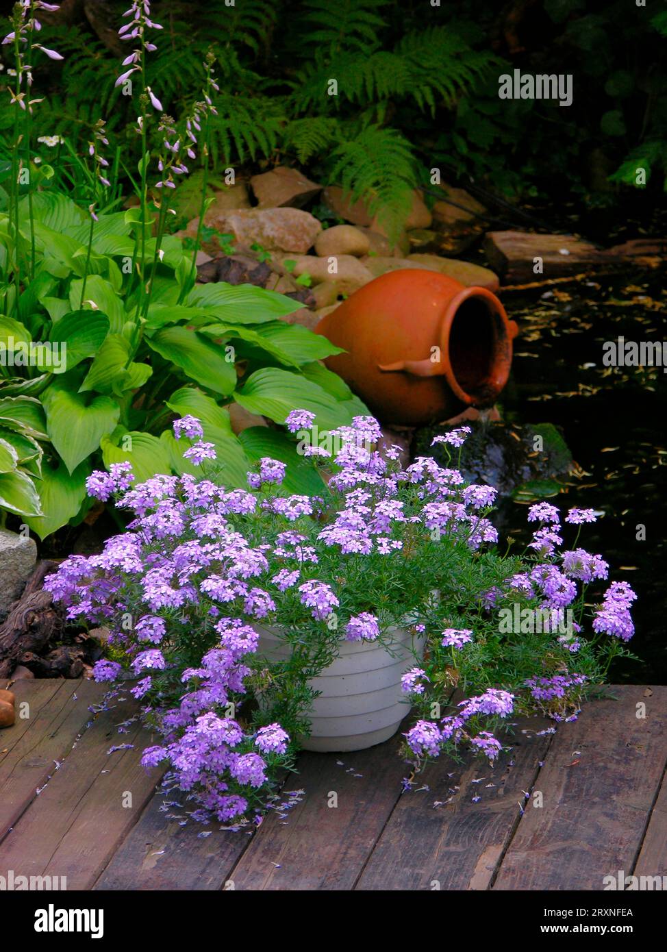 Common vervain (Verbena officinalis Stock Photo - Alamy