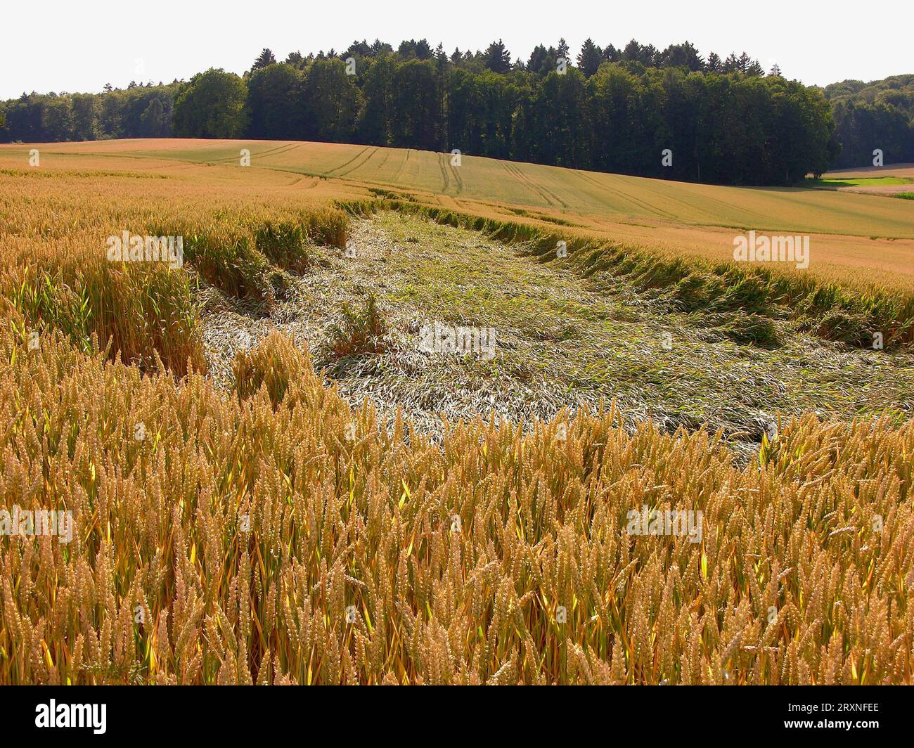 Storm damage in the wheat field Stock Photo - Alamy