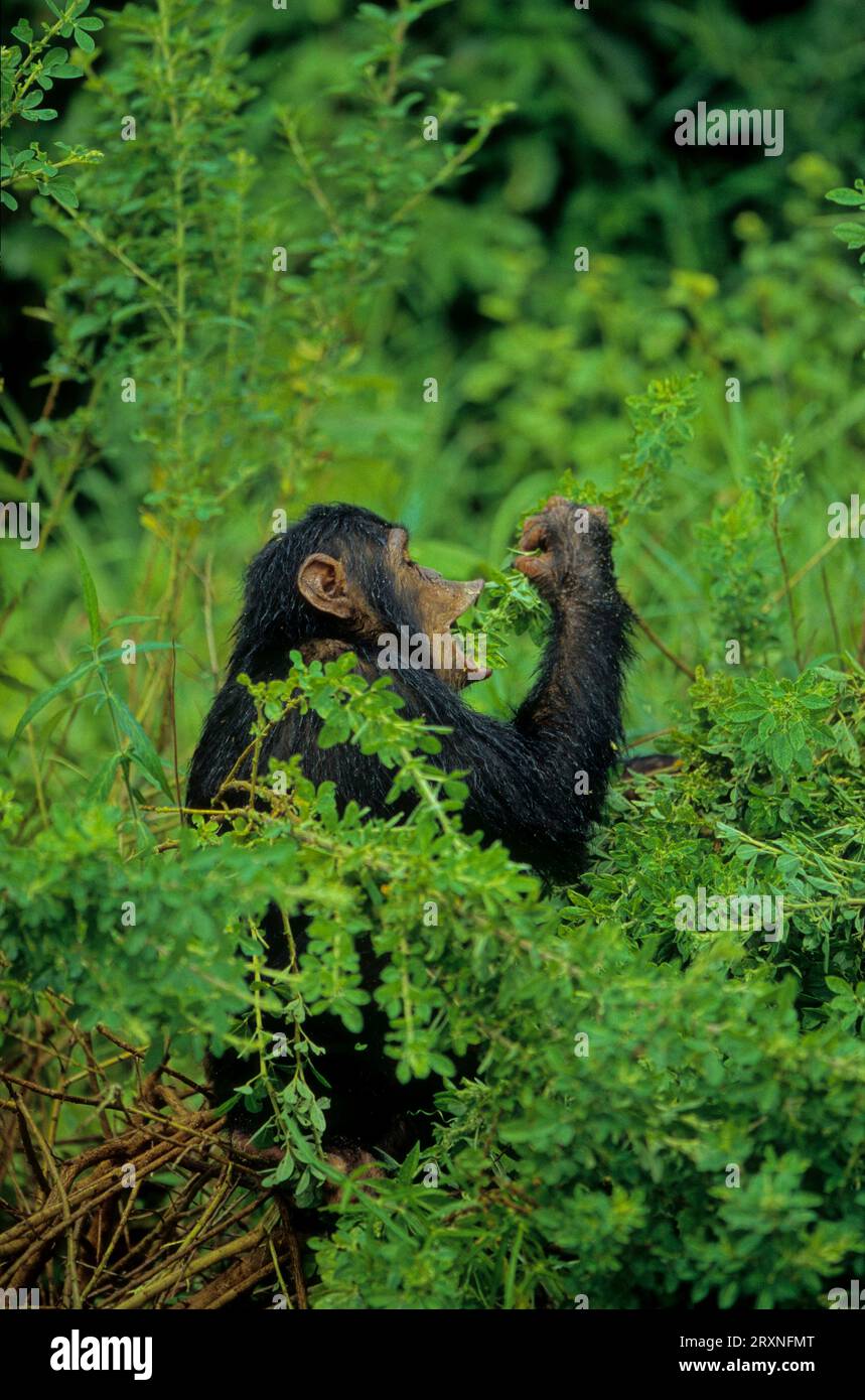 Ape into the bush hi-res stock photography and images - Alamy