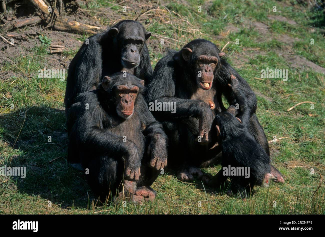 Piaggio monkey hi-res stock photography and images - Alamy