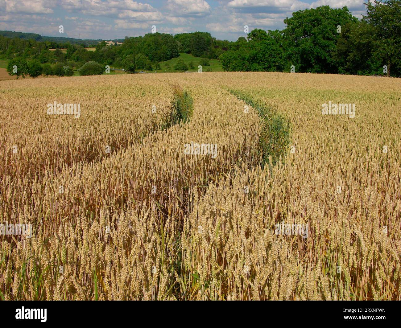 Grain field, wheat, with tractor track Stock Photo - Alamy