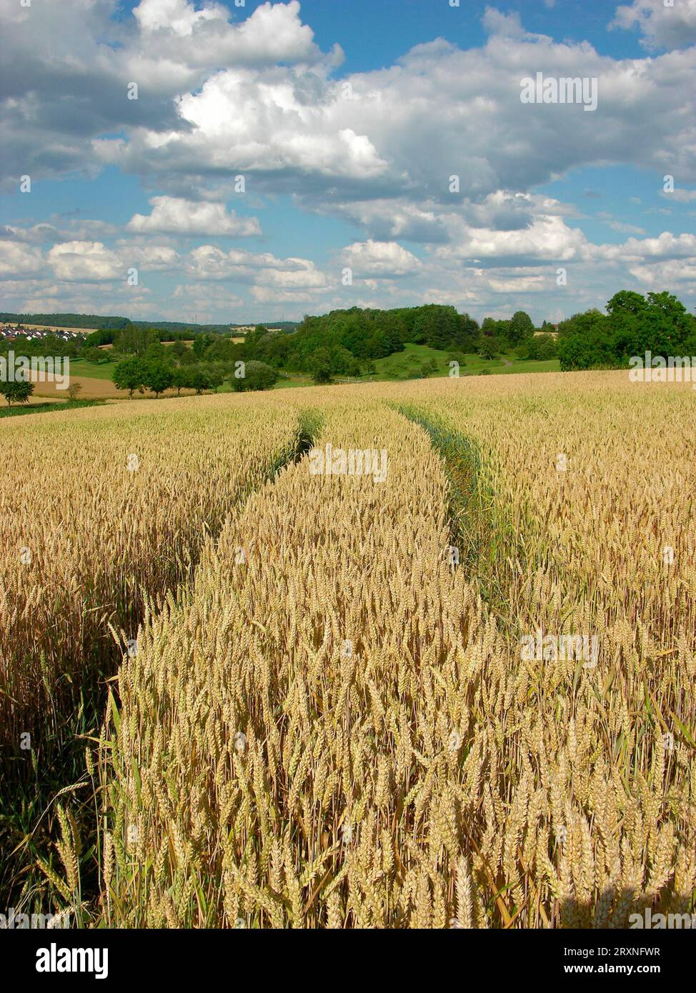 Fieldscape hi-res stock photography and images - Alamy