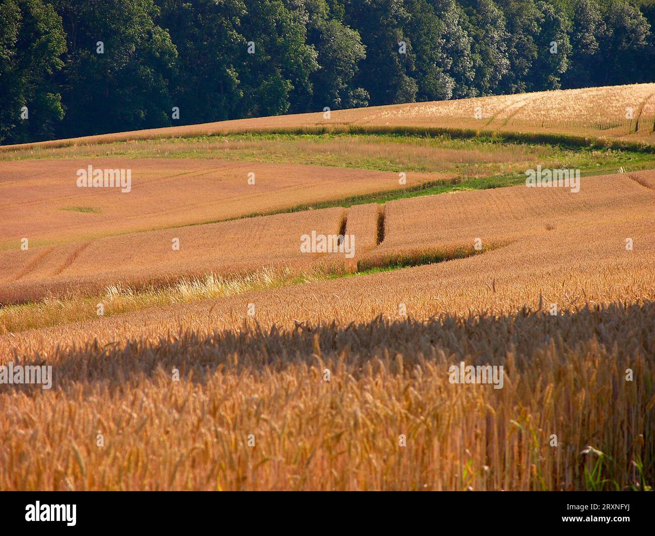 Various grain fields at the edge of the forest near Oberderdingen Stock ...