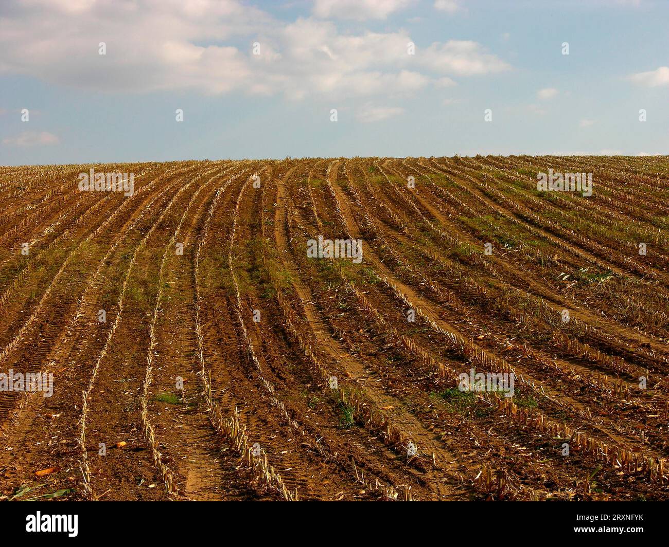 Maize field harvested Stock Photo - Alamy