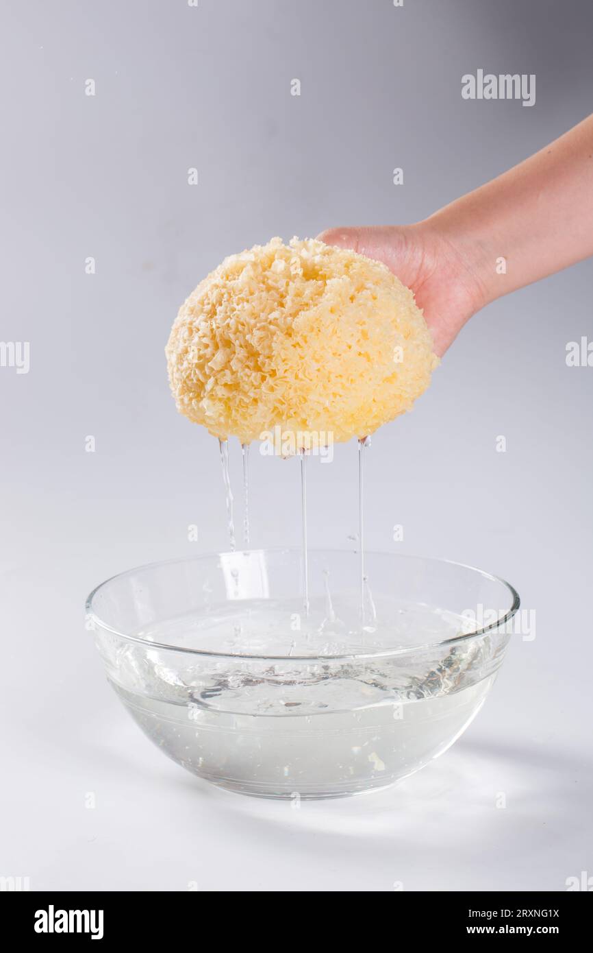 Fresh white fungus (Tremella fuciformis) on a bamboo background Stock ...