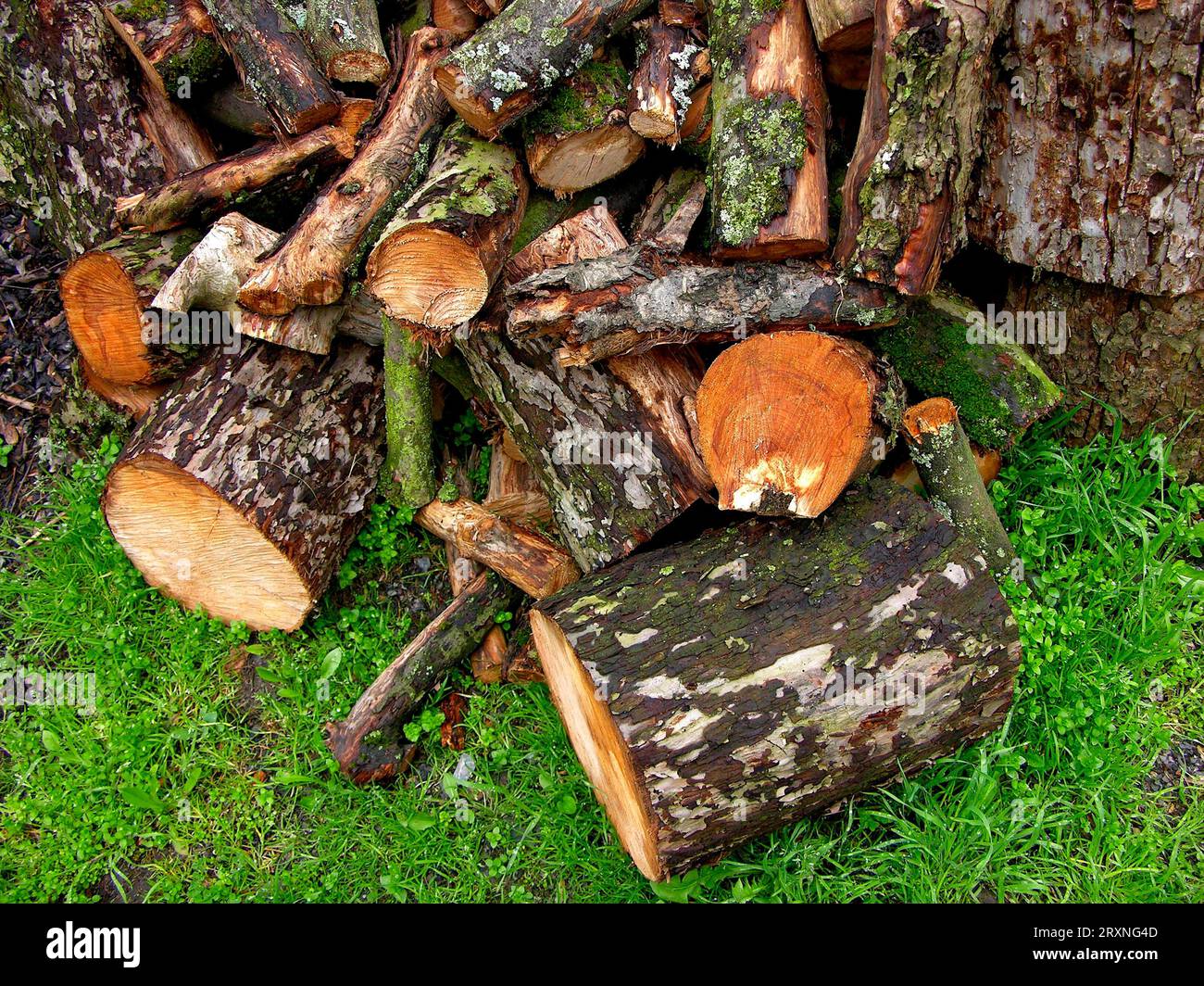 Firewood, wood store Stock Photo - Alamy