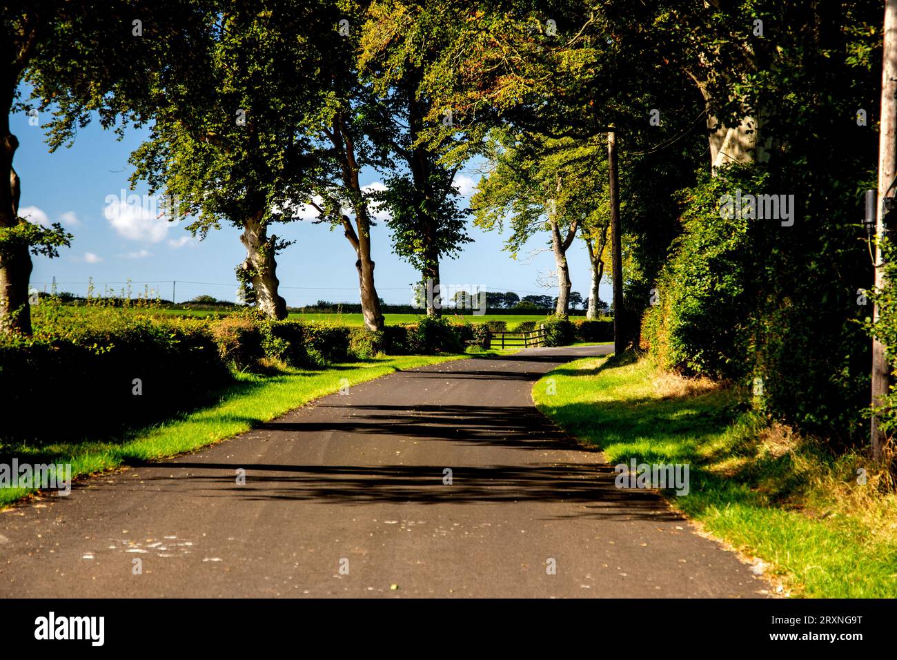 Sunlit field tree shadows hi-res stock photography and images - Alamy