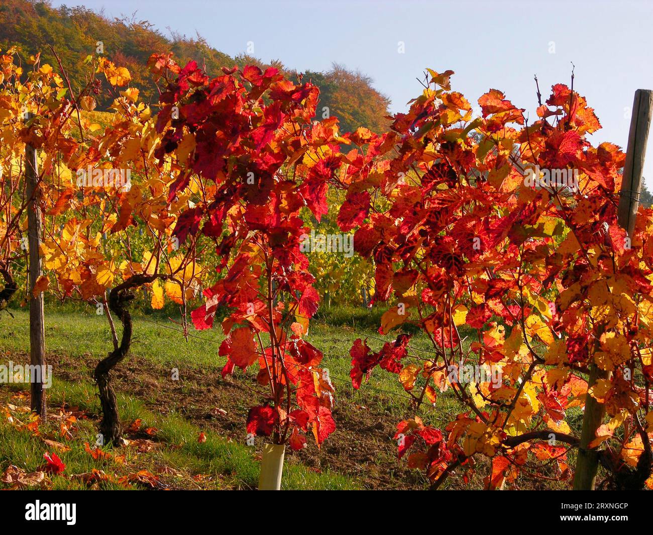 Colourful vine hi-res stock photography and images - Alamy