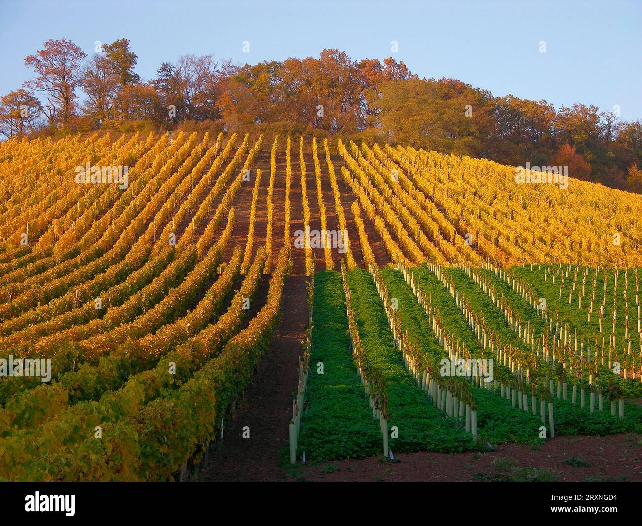 Wine growing in steep slope hi-res stock photography and images - Alamy