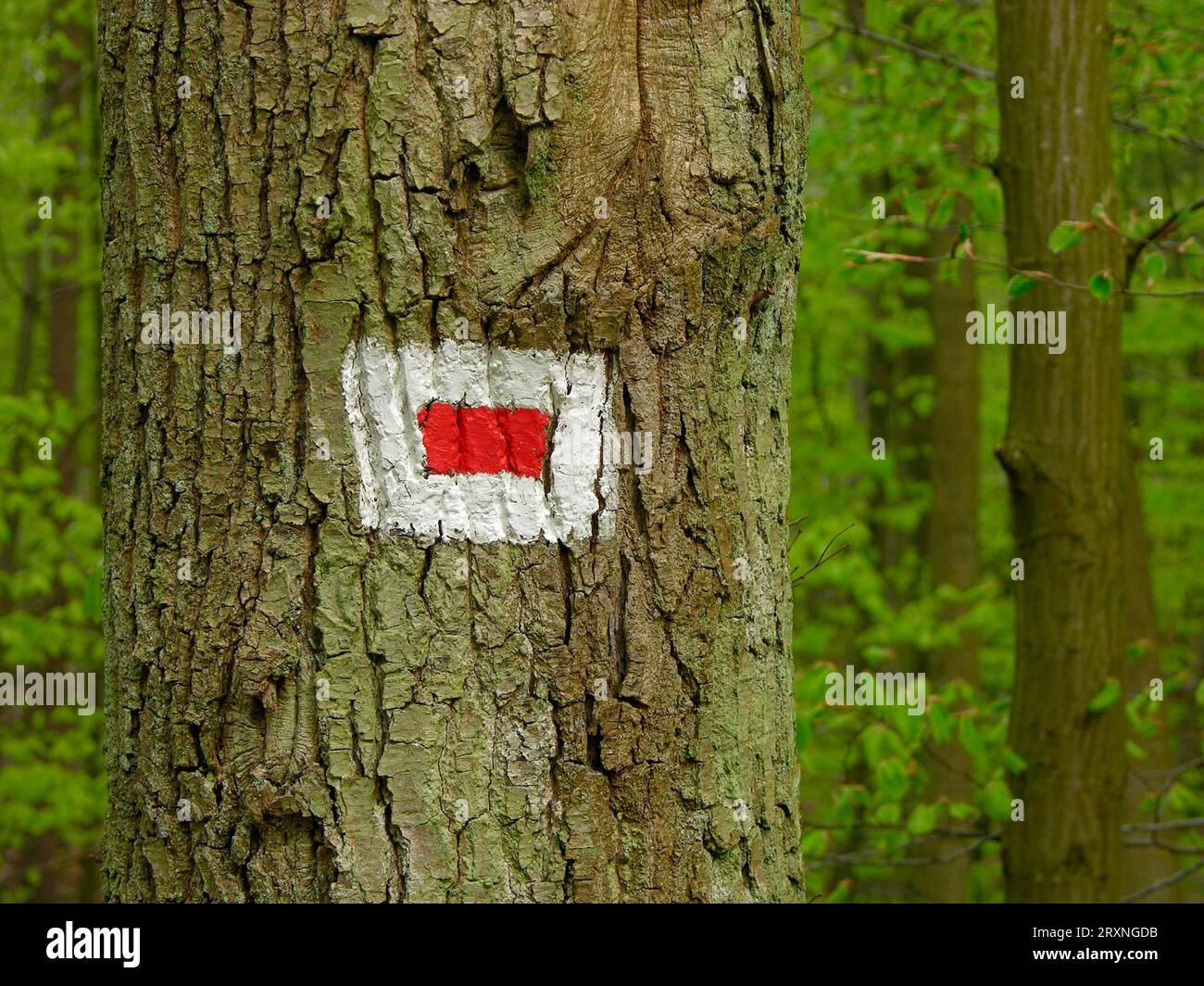 Hiking sign on the tree trunk Stock Photo - Alamy