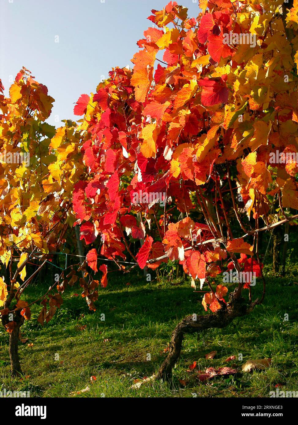 Colourful vine hi-res stock photography and images - Alamy