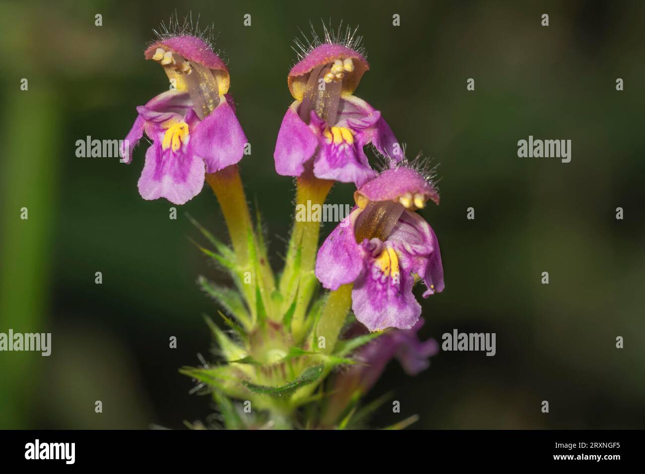 Galeopsis ladanum var. angustifolia (Galeopsis angustifolia ...