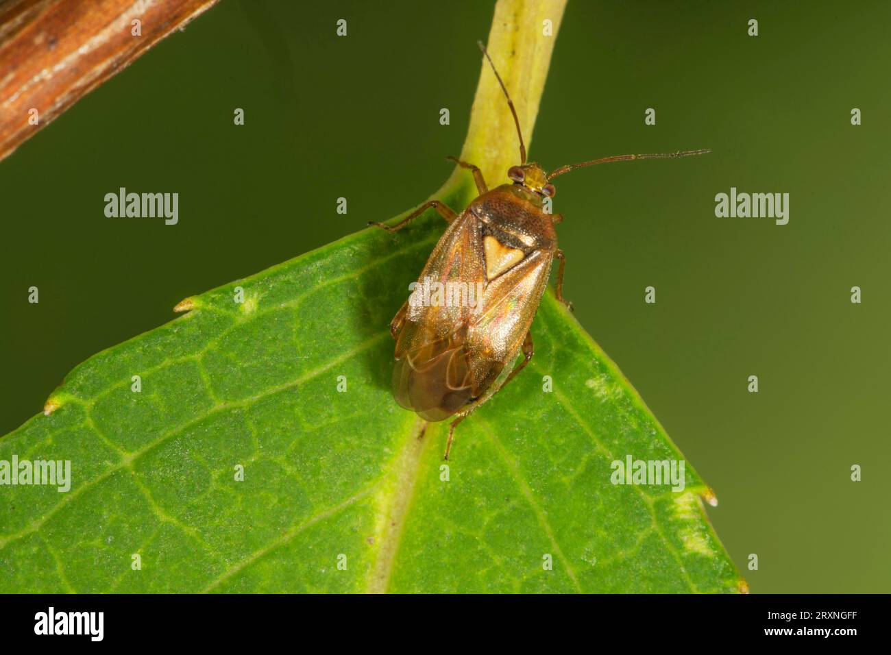 Common meadow bug (Lygus pratensis) on a leaf, Baden-Wuerttemberg ...