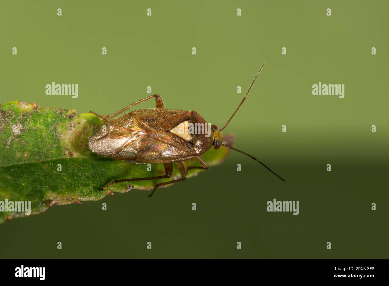 Common meadow bug (Lygus pratensis) on a leaf tip, Baden-Wuerttemberg ...