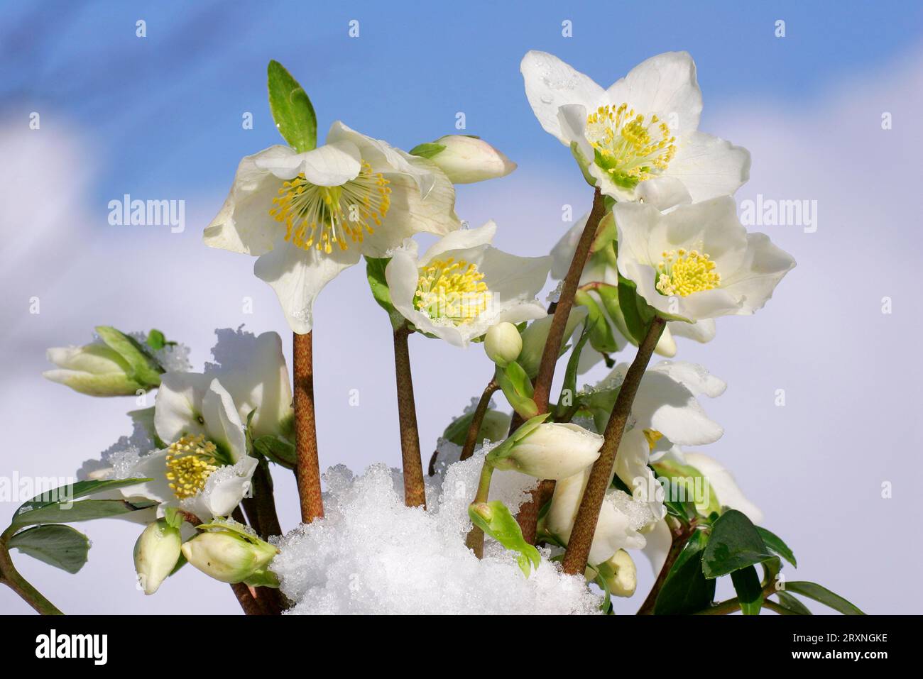 Hellebore (Helleborus niger hybrid Stock Photo - Alamy