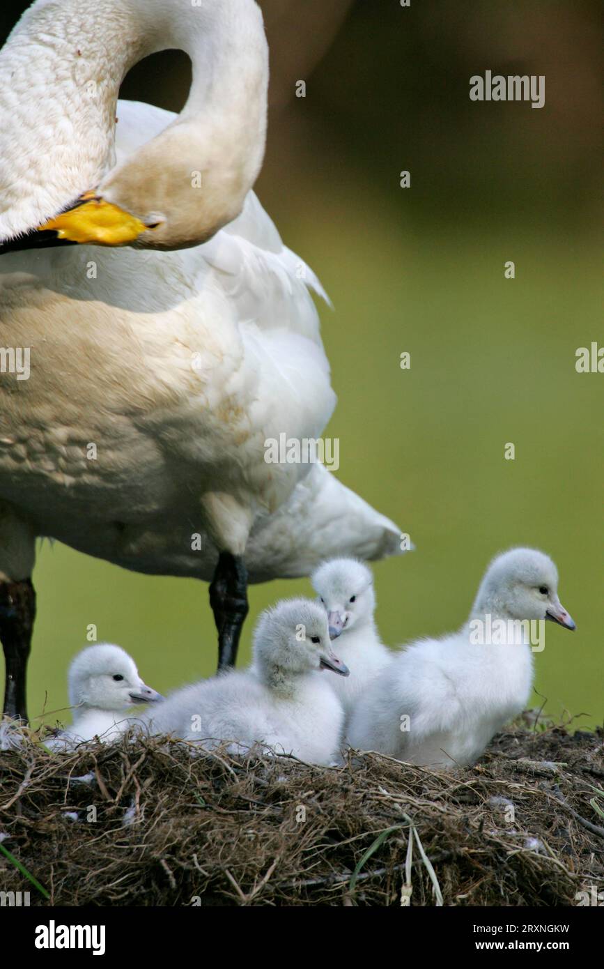 Whooper Swan Cygnus Cygnus With Chicks At The Nest Germany Stock