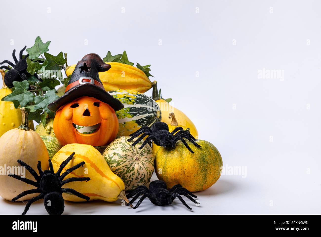 Various ornamental pumpkins with ivy vine, Halloween pumpkin and ...