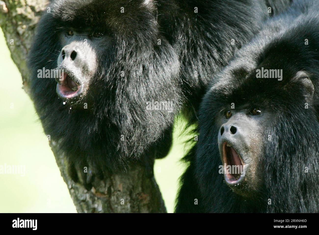 Black howler (alouatta caraya), black howler monkey, roaring, captive ...