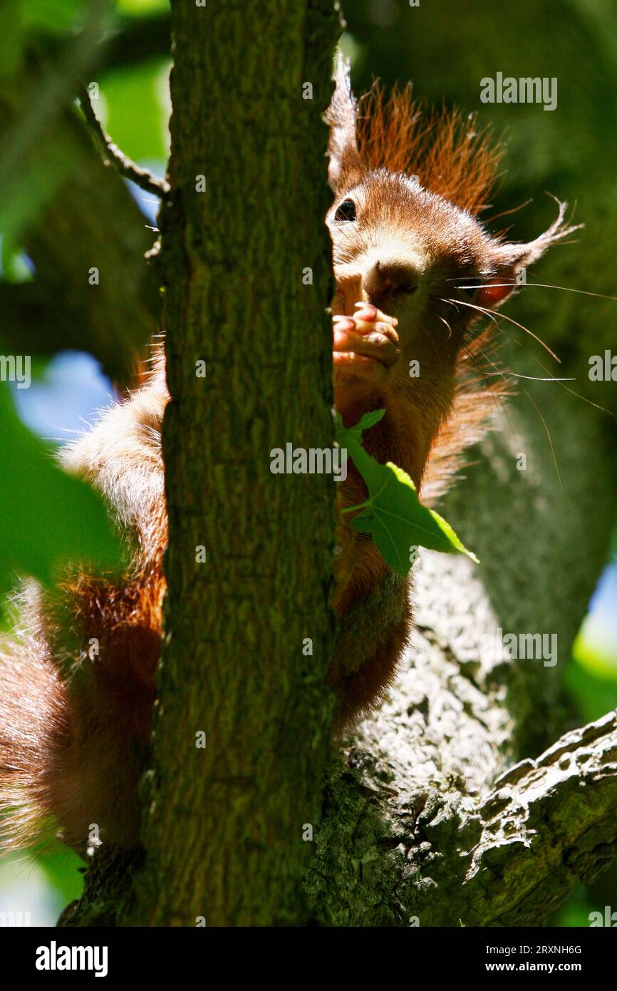 Eurasian red squirrel (Sciurus vulgaris), Red Squirrel eats a nut ...