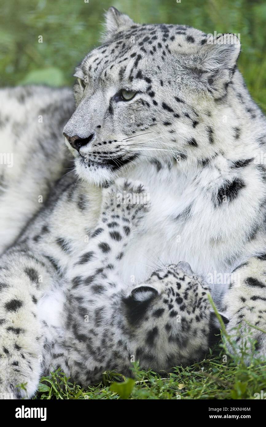 Snow leopard, Uncia uncia, Captured, Germany, 1month old young, 1month ...