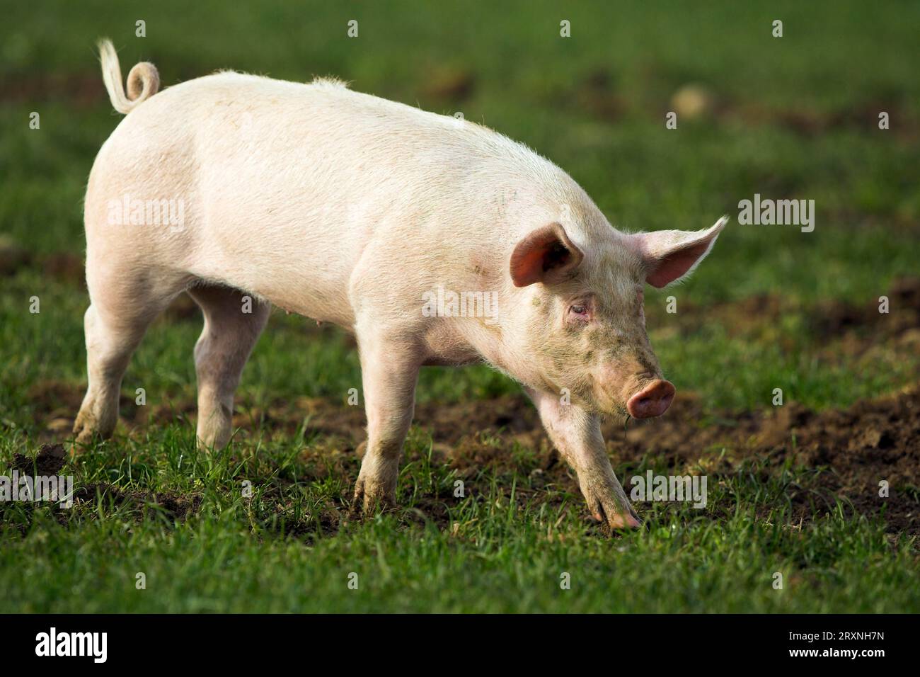 Pig farming switzerland hi-res stock photography and images - Alamy