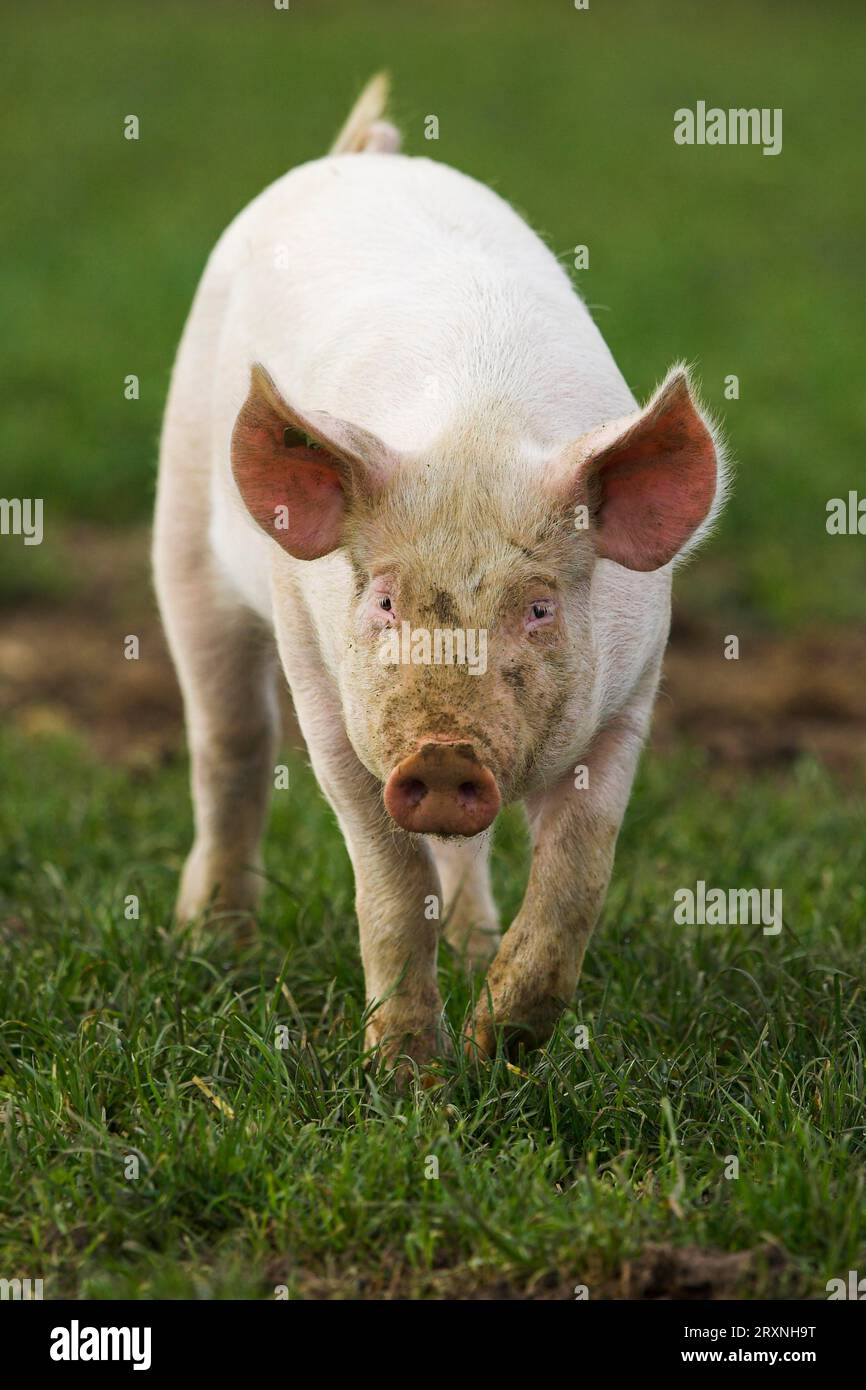 Pig farming switzerland hi-res stock photography and images - Alamy