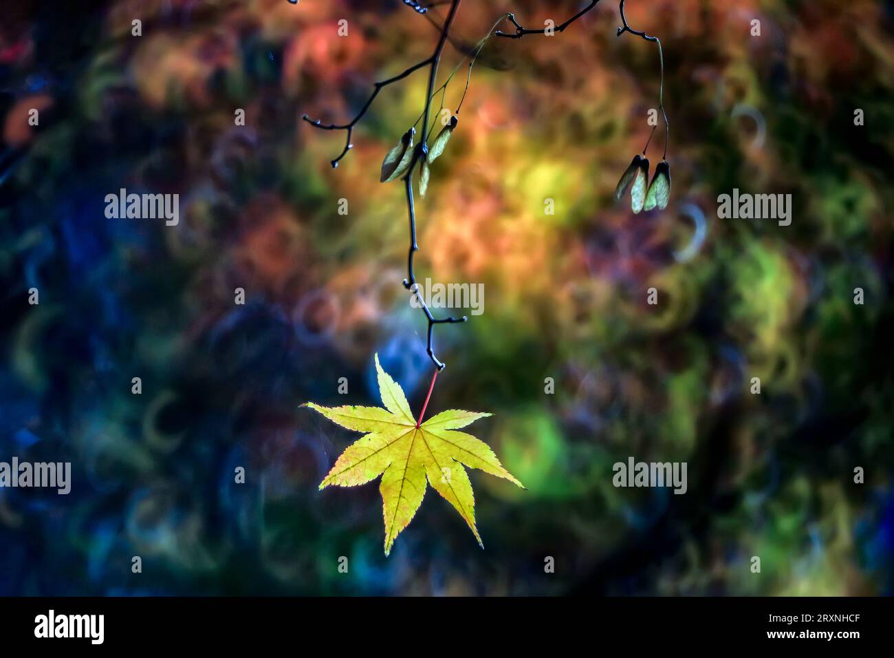 Late autumn tree hi-res stock photography and images - Alamy