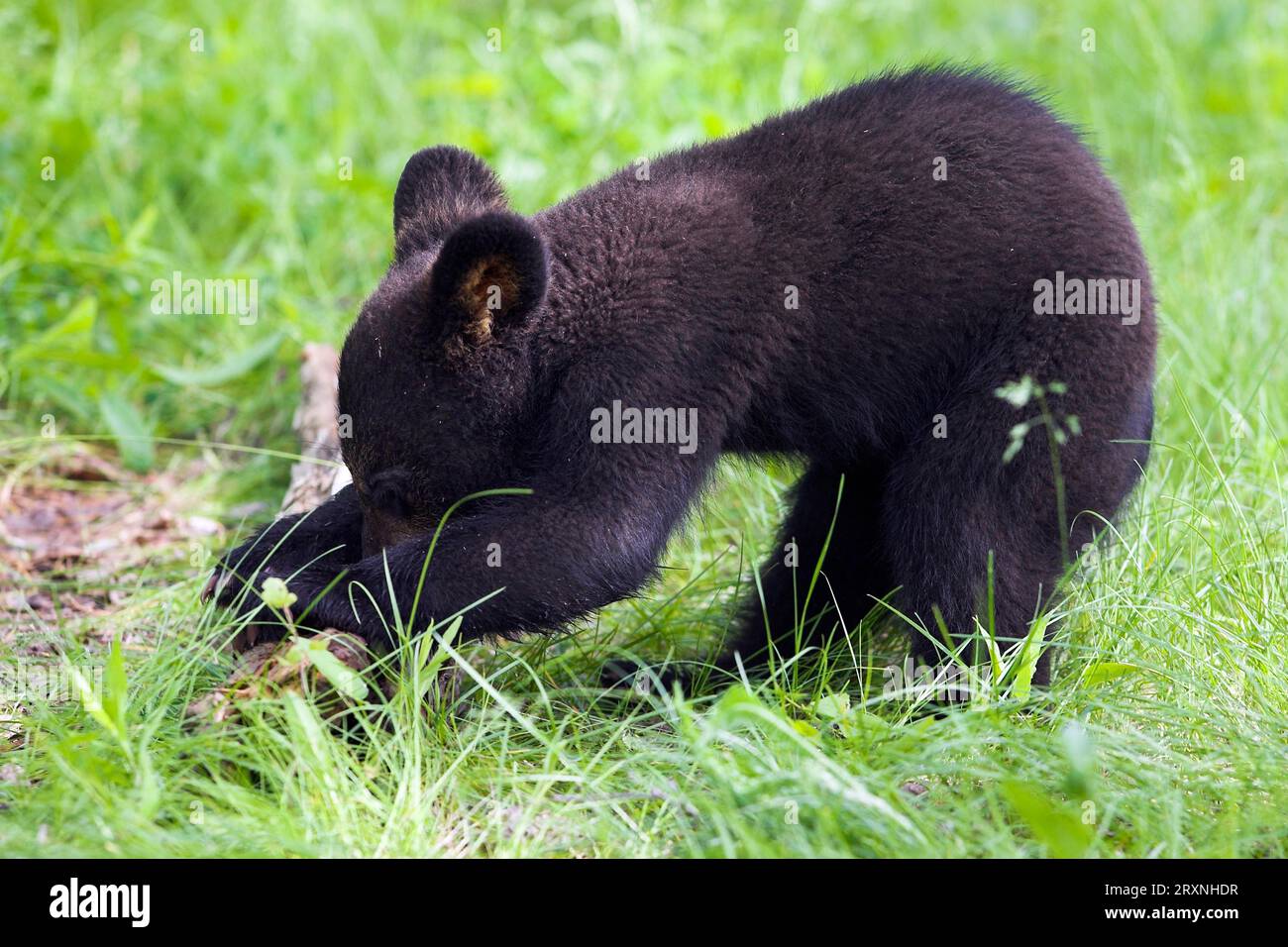 American black bear (Ursus Americanus), Black Bear, Minnesota, USA, cub ...