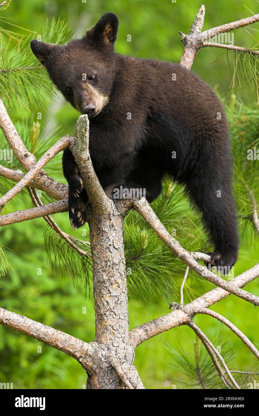American black bear (Ursus Americanus), Black Bear, Minnesota, USA, cub ...