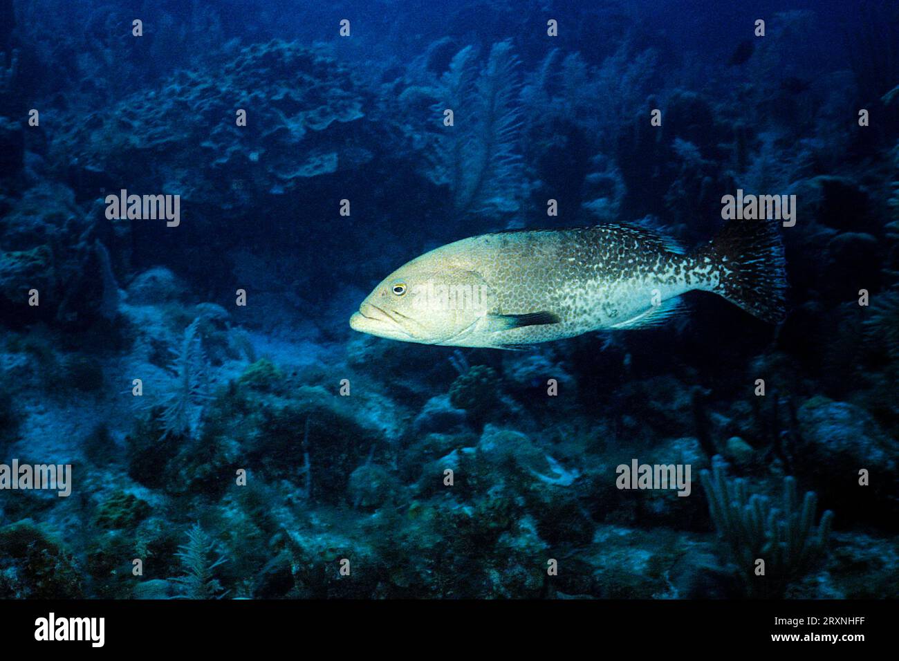 Tiger grouper, Cayo Largo Cuba Stock Photo - Alamy