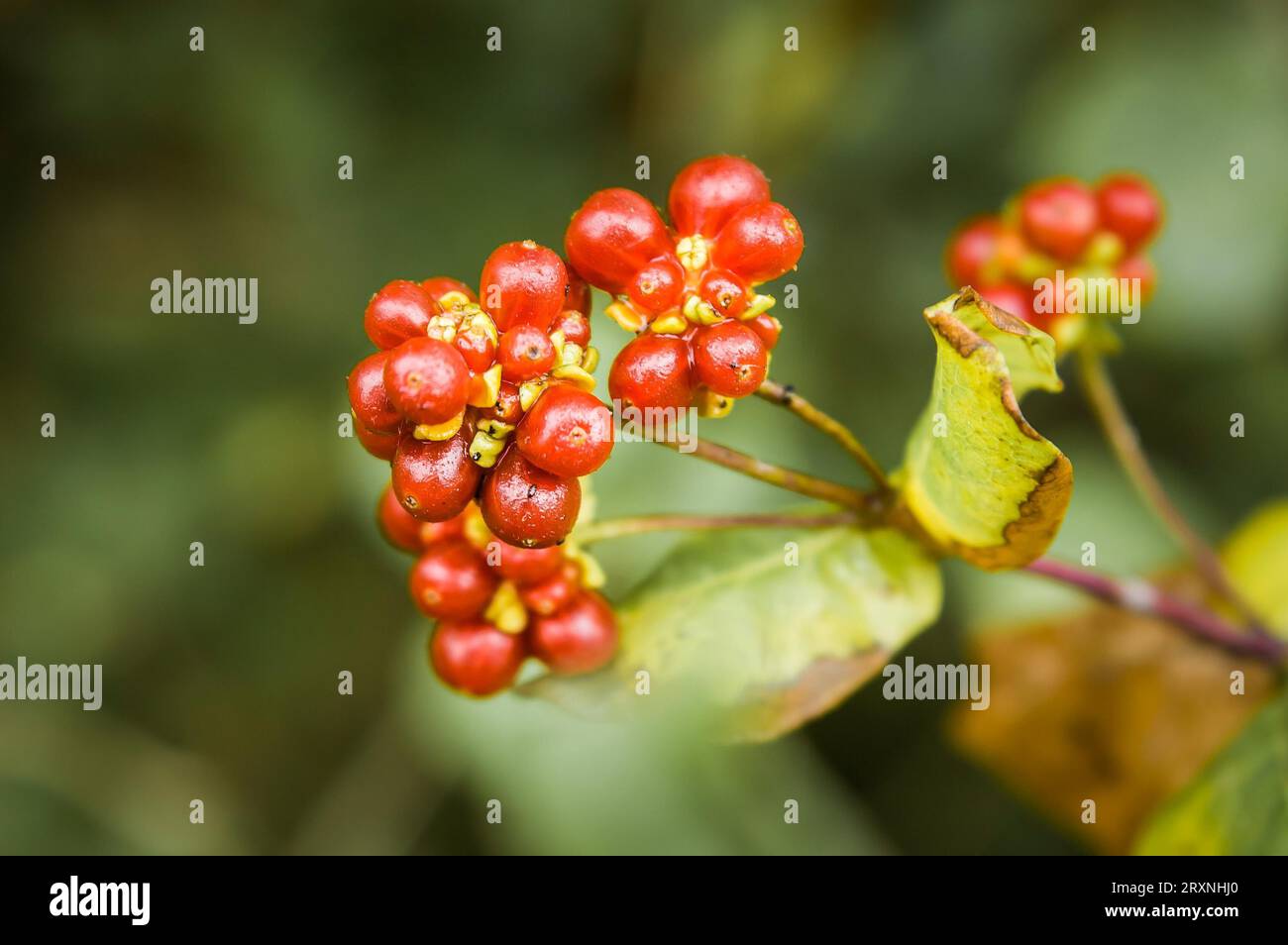 Red berries on honeysuckle hi-res stock photography and images - Alamy