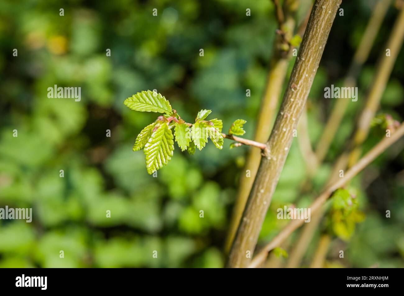 Spring in italy hi-res stock photography and images - Alamy