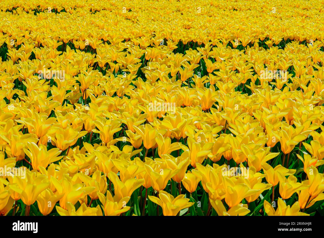 Yellow daffodil field. Spring dutch daffodil field as a floral ...