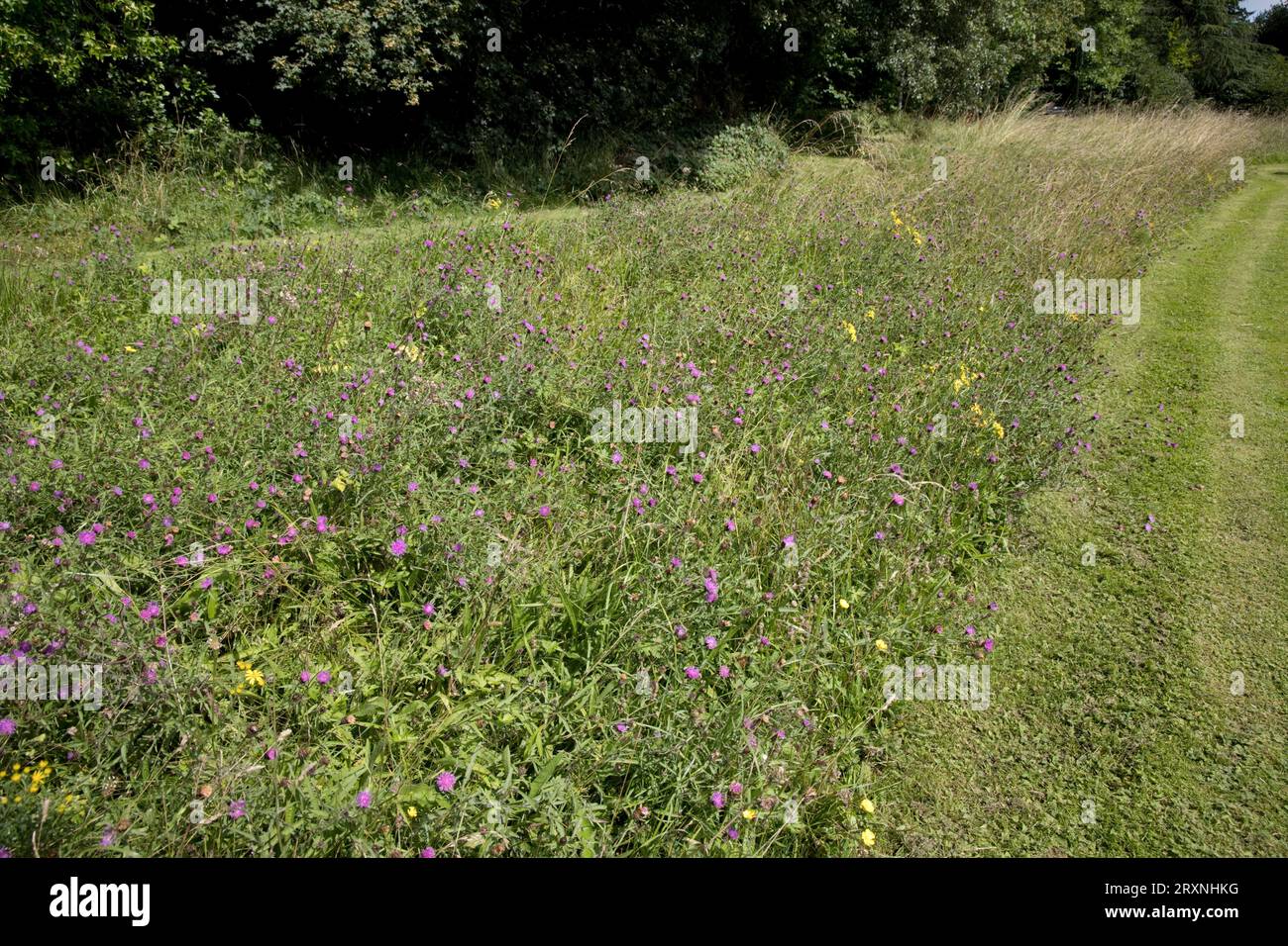 Wildflower meadows with cut paths at Compton Verney 18th Century manor ...