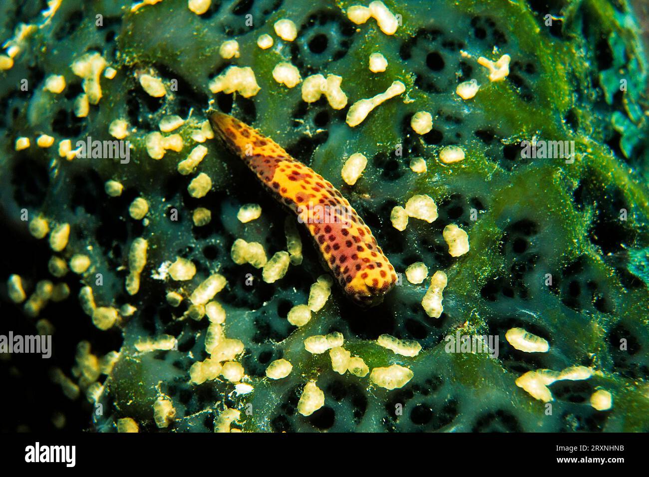 New maldives hi-res stock photography and images - Alamy