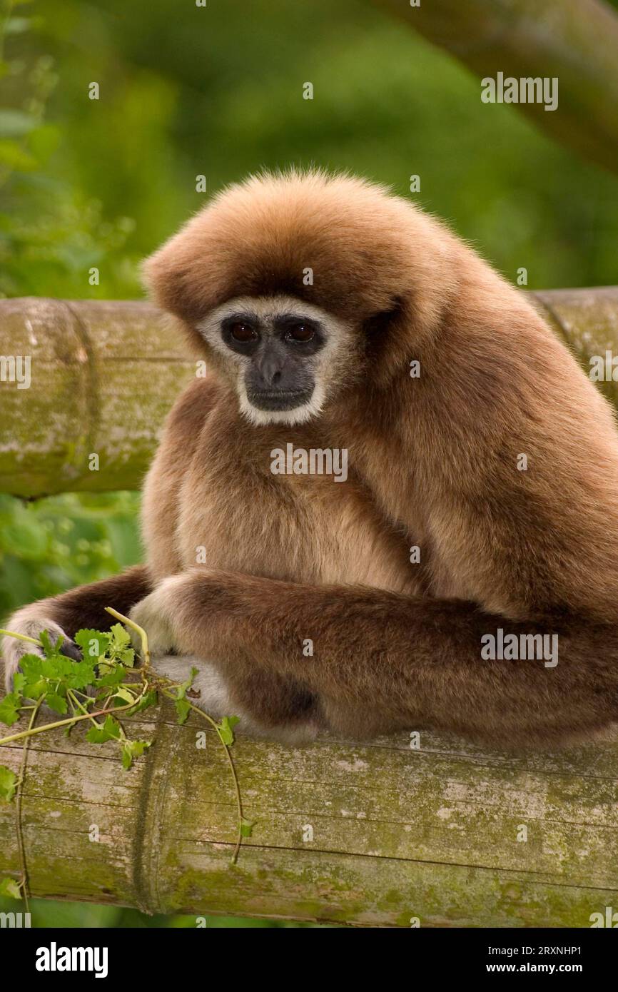 Gibbon apes hi-res stock photography and images - Alamy